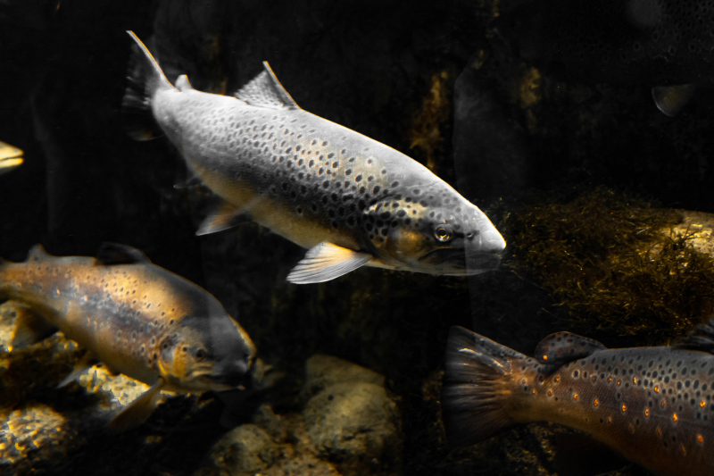 How long do Trout live ᐈ The Trout life expectancy
