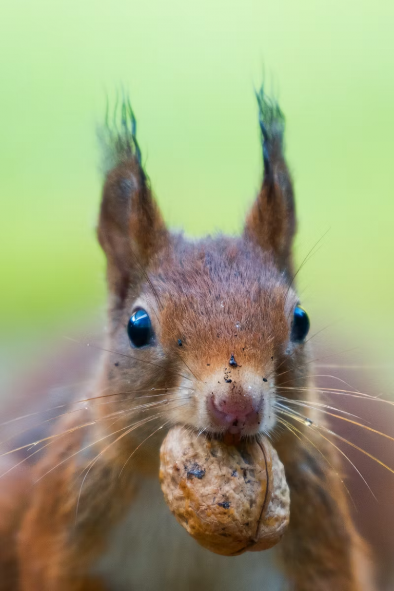 What Do Red Squirrels Eat? A Complete Guide to Their Diet – HowLongLive