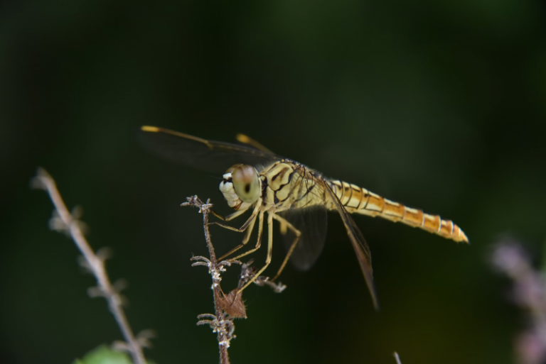 What Do Dragonflies Eat? – HowLongLive